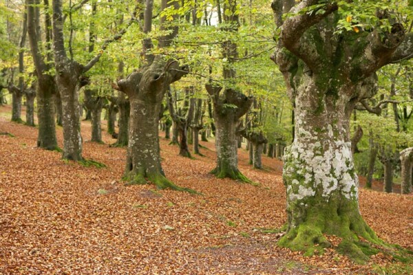 Sumideros de carbono. Grandes aliados en la lucha contra el cambio ...